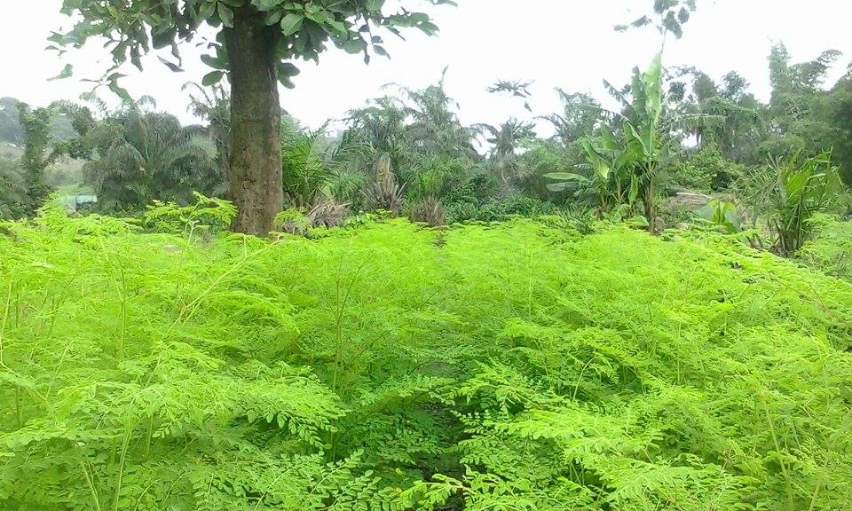 Call to Nature – Peace And Nonviolence in ACTION